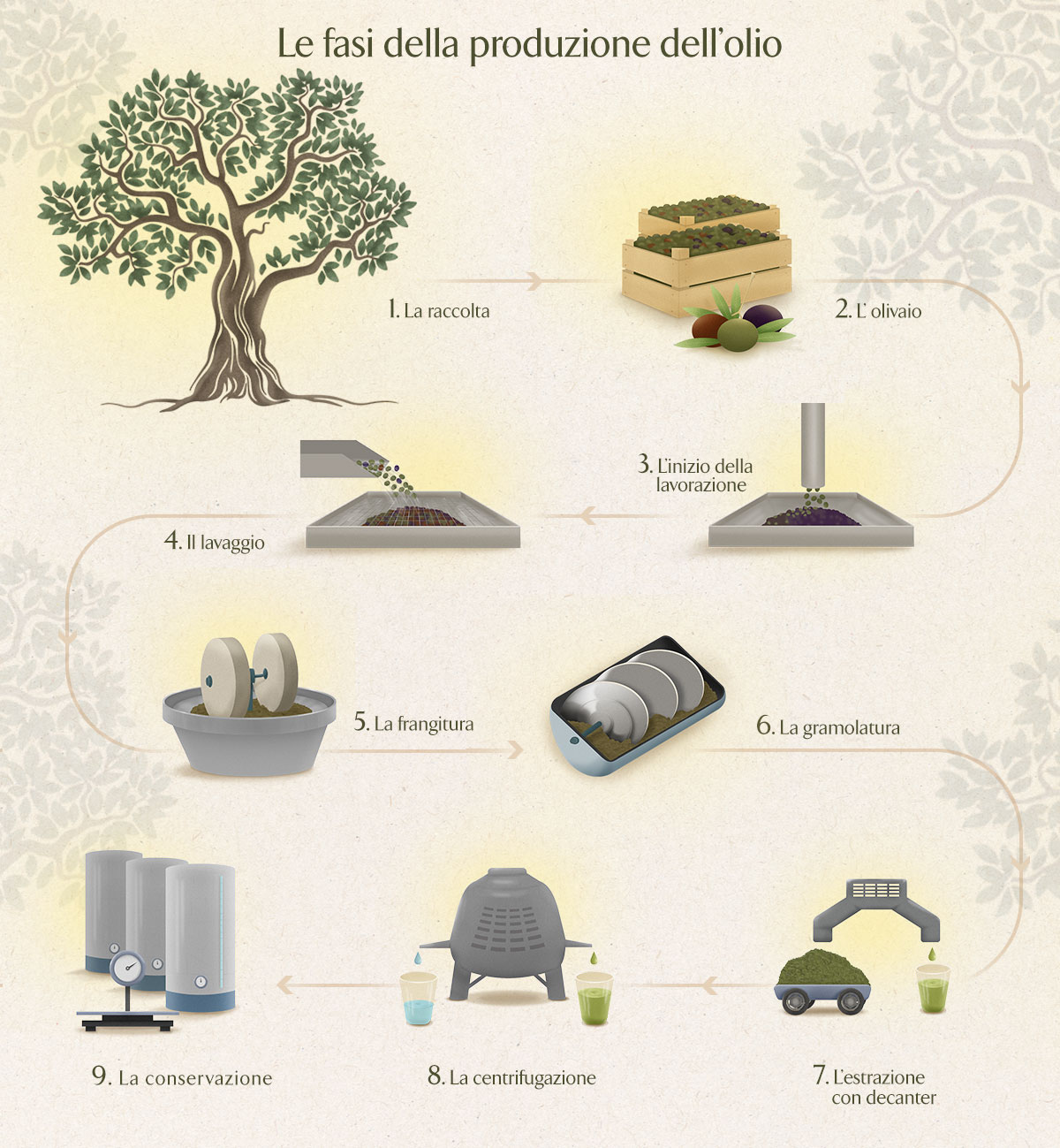 The Production Process of Our Extra Virgin Olive Oil | Fratelli Carli
