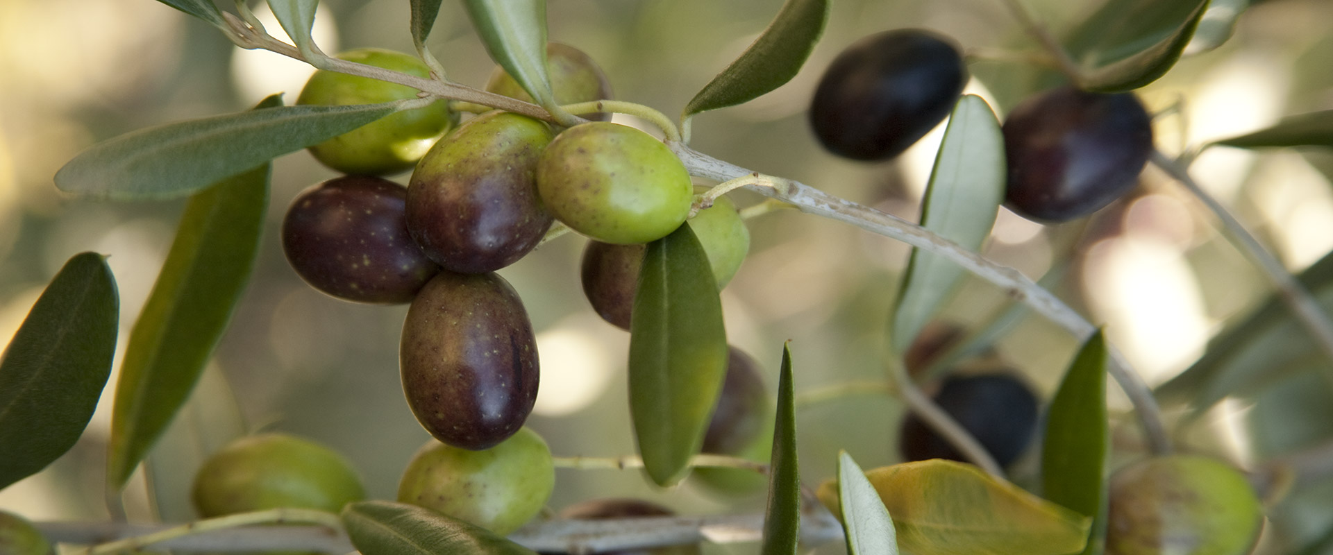 When are olives harvested? – Fratelli Carli